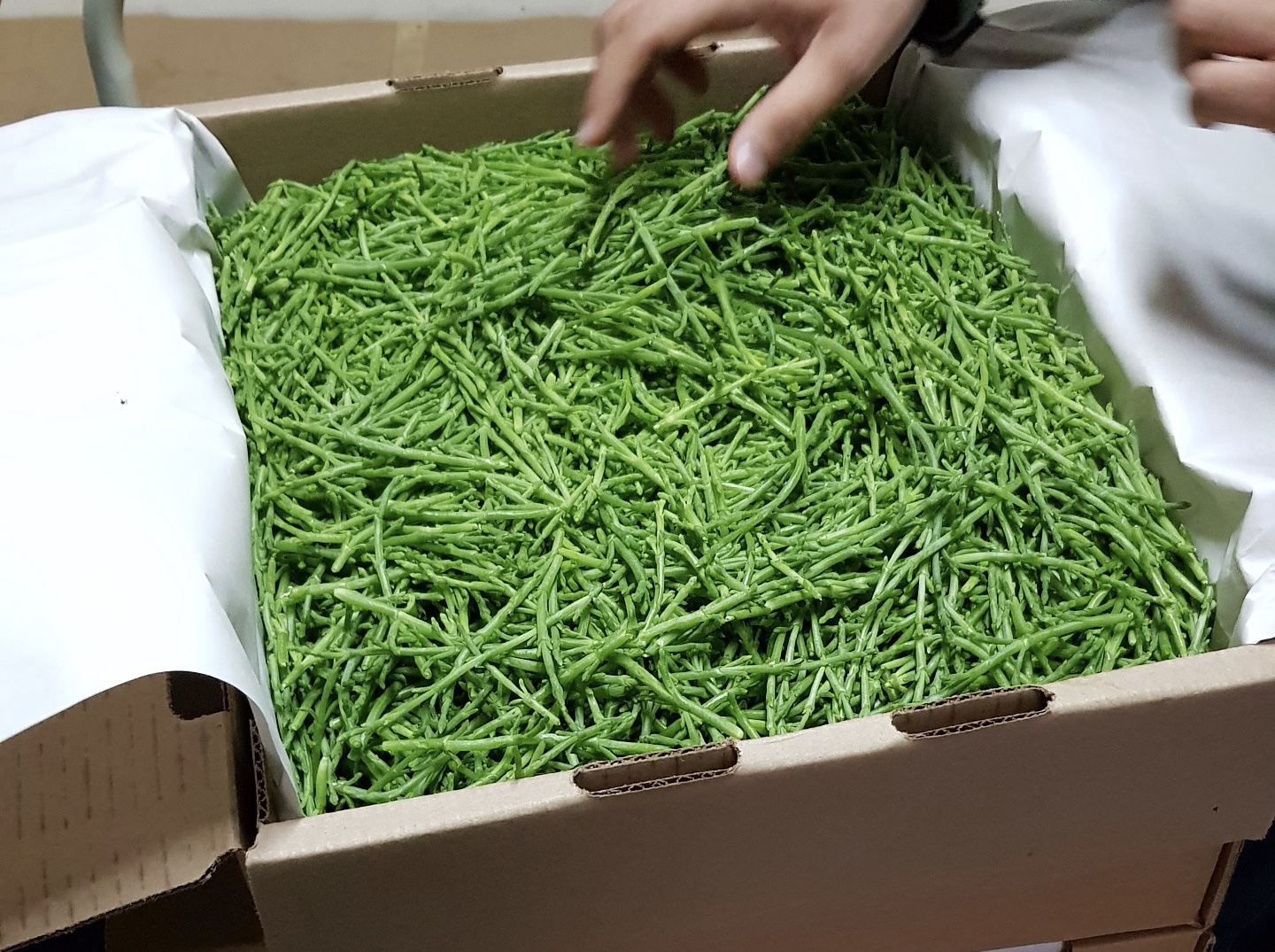 Wereldvanzeewier.nl: voeding, verzorging & gezondheid met zeewier.